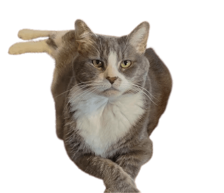 Team - IndieTech Solutions